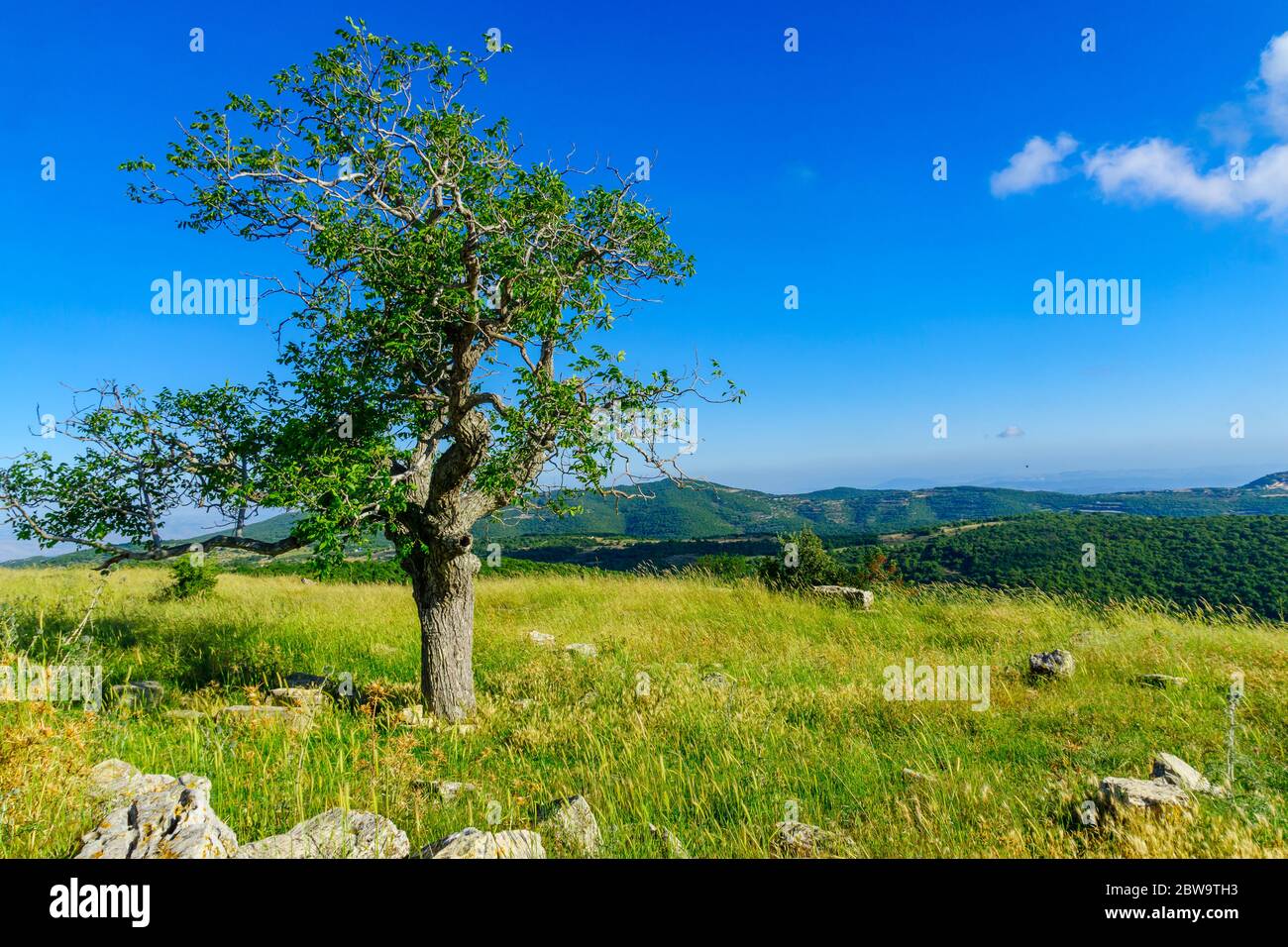 View of an oak tree and landscape on Mount Meron, the upper Galilee ...