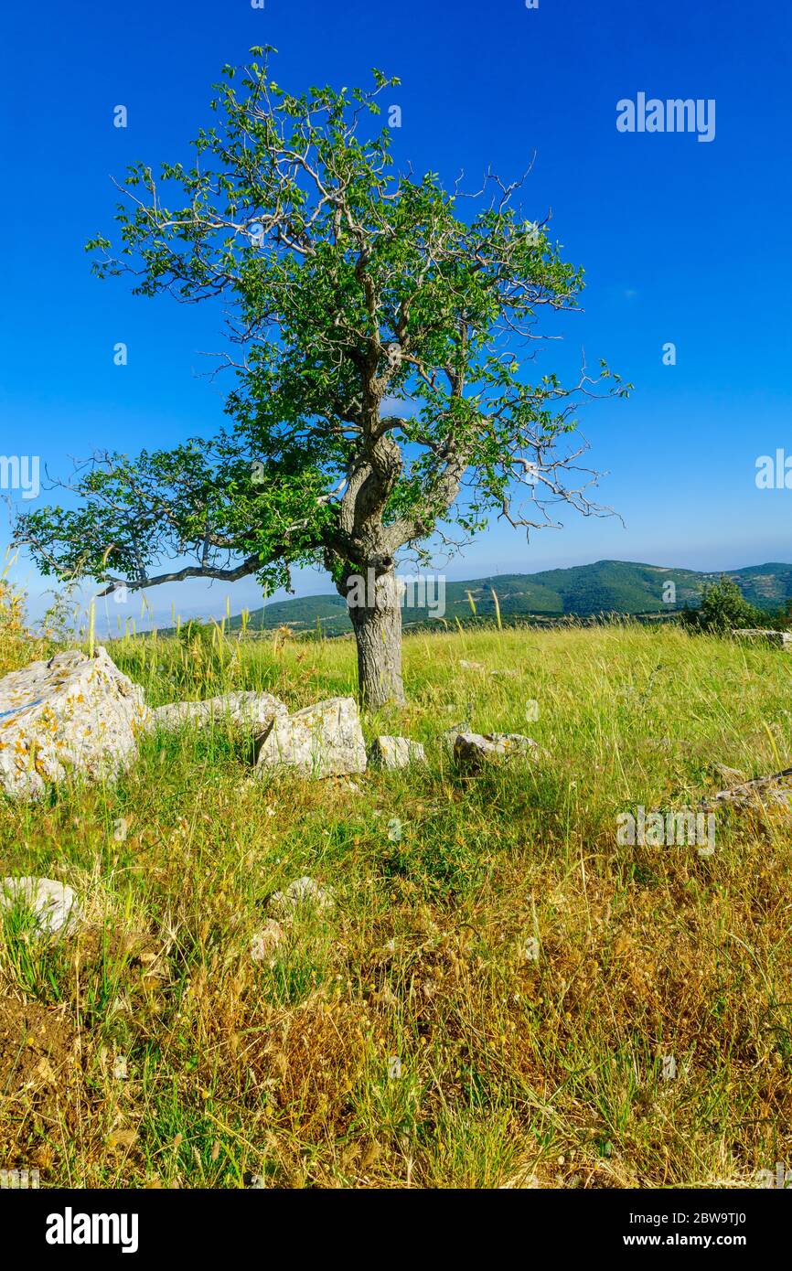 Israel tree oak hi-res stock photography and images - Alamy
