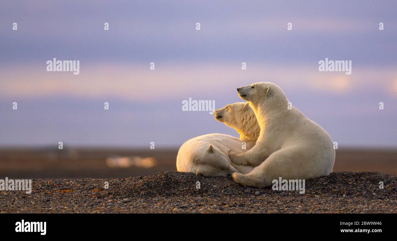 Global warming polar bear hi-res stock photography and images - Alamy