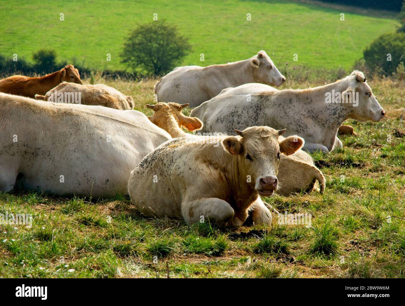 Resting cows ruminating their feed Stock Photo - Alamy