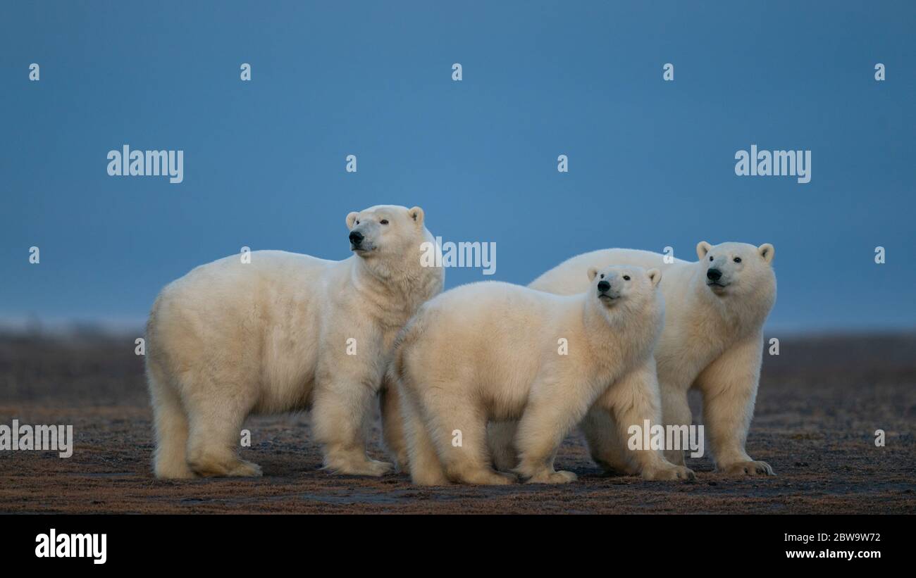 A shot of three cute fluffy white polar bears looking at same direction ...