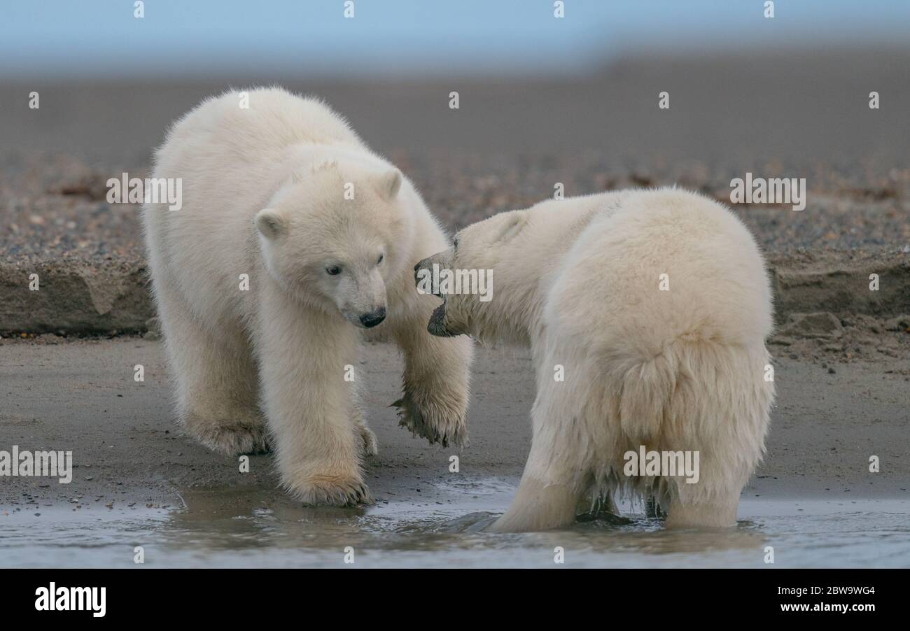 A shot of two polar bears playing with each other in natural habitat in Kaktovik, Alaska Stock ...