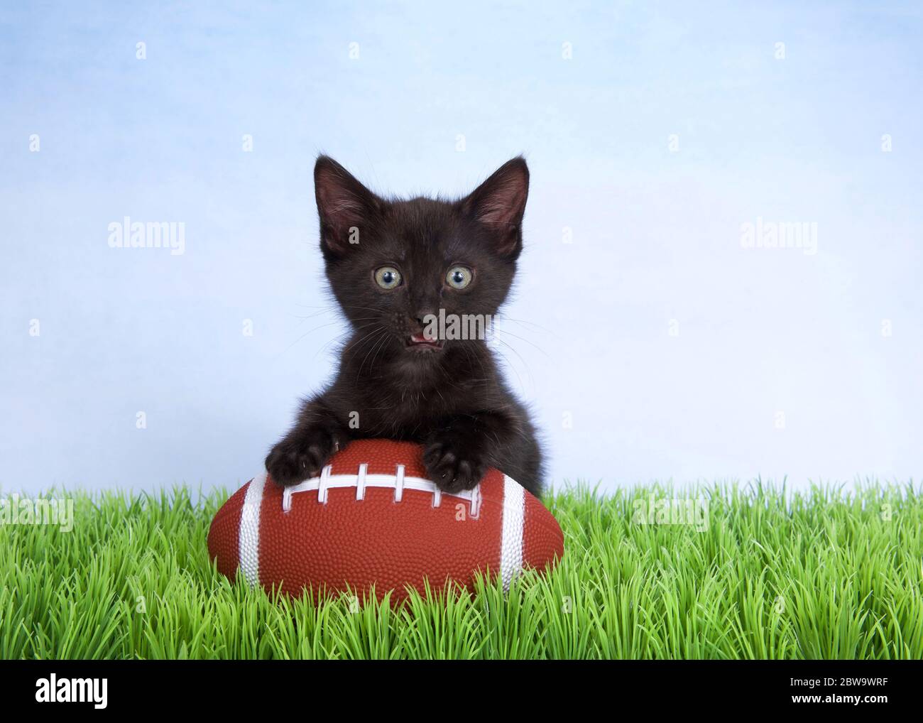 Kittens Playing Football