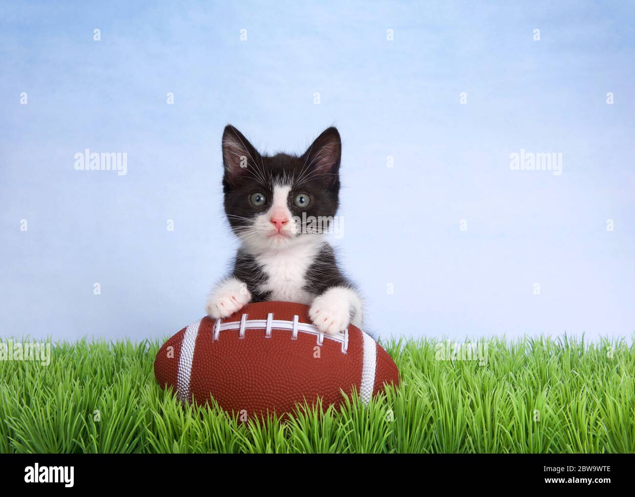Kittens Playing Football