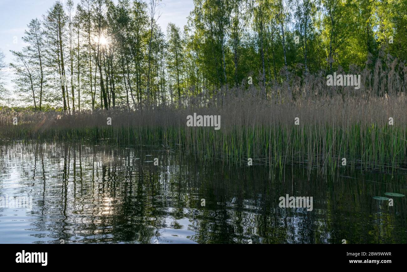 beautiful river bank with trees and fresh green grass, bright spring ...