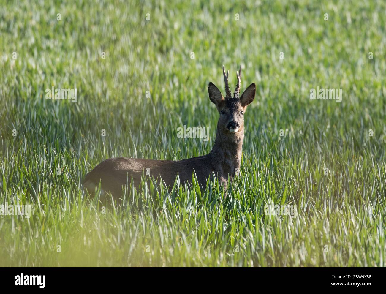 Roe buck in a field at Ripley, North Yorkshire Stock Photo - Alamy