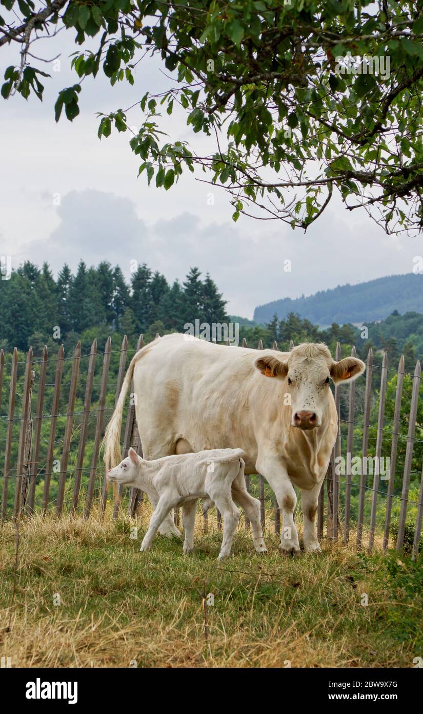 Cow with a young calf Stock Photo - Alamy