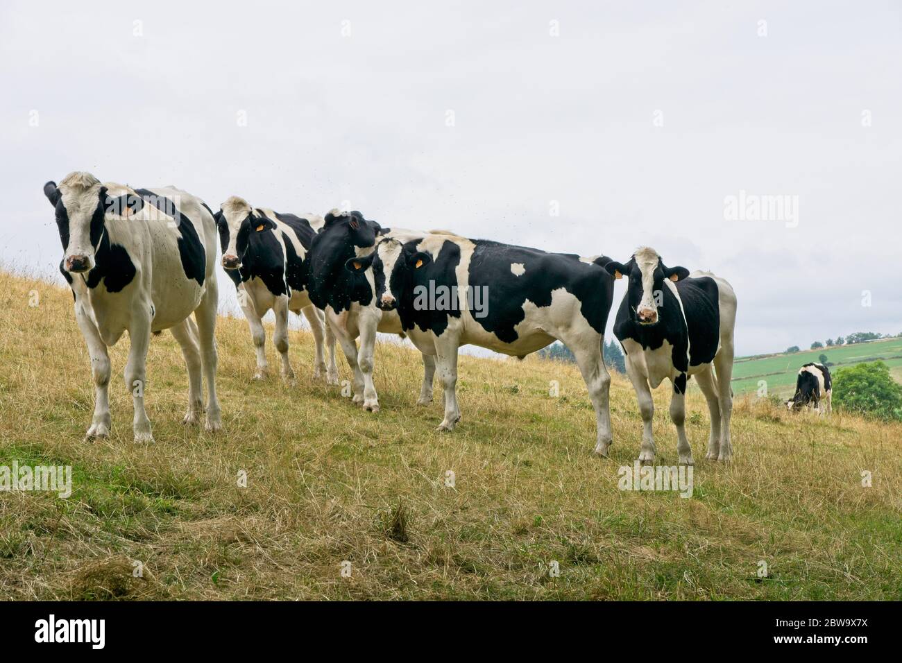 Hundreds of cows hi-res stock photography and images - Alamy