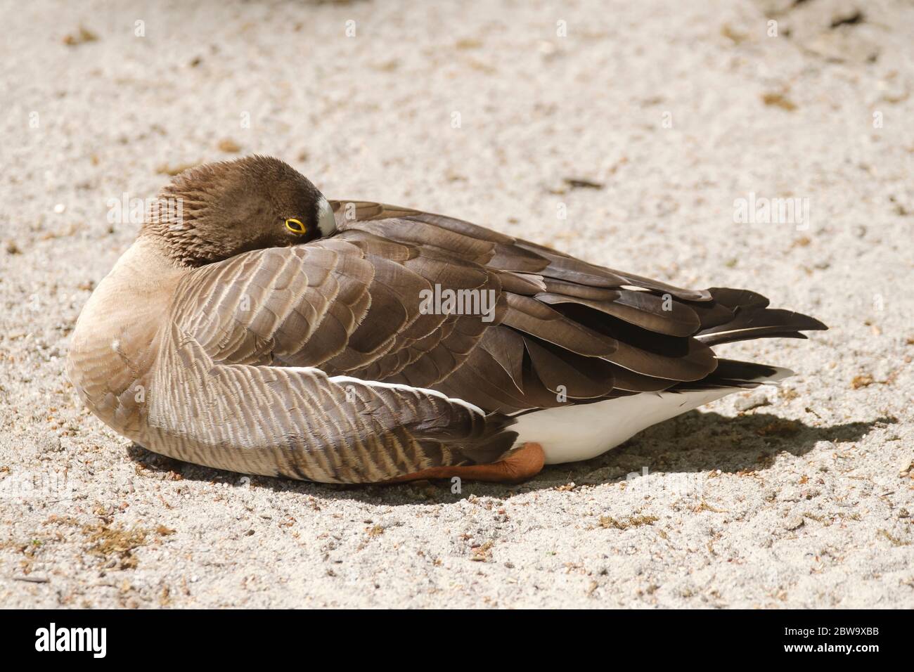 Brown duck sits on the sand,in side view, with shadow Stock Photo - Alamy