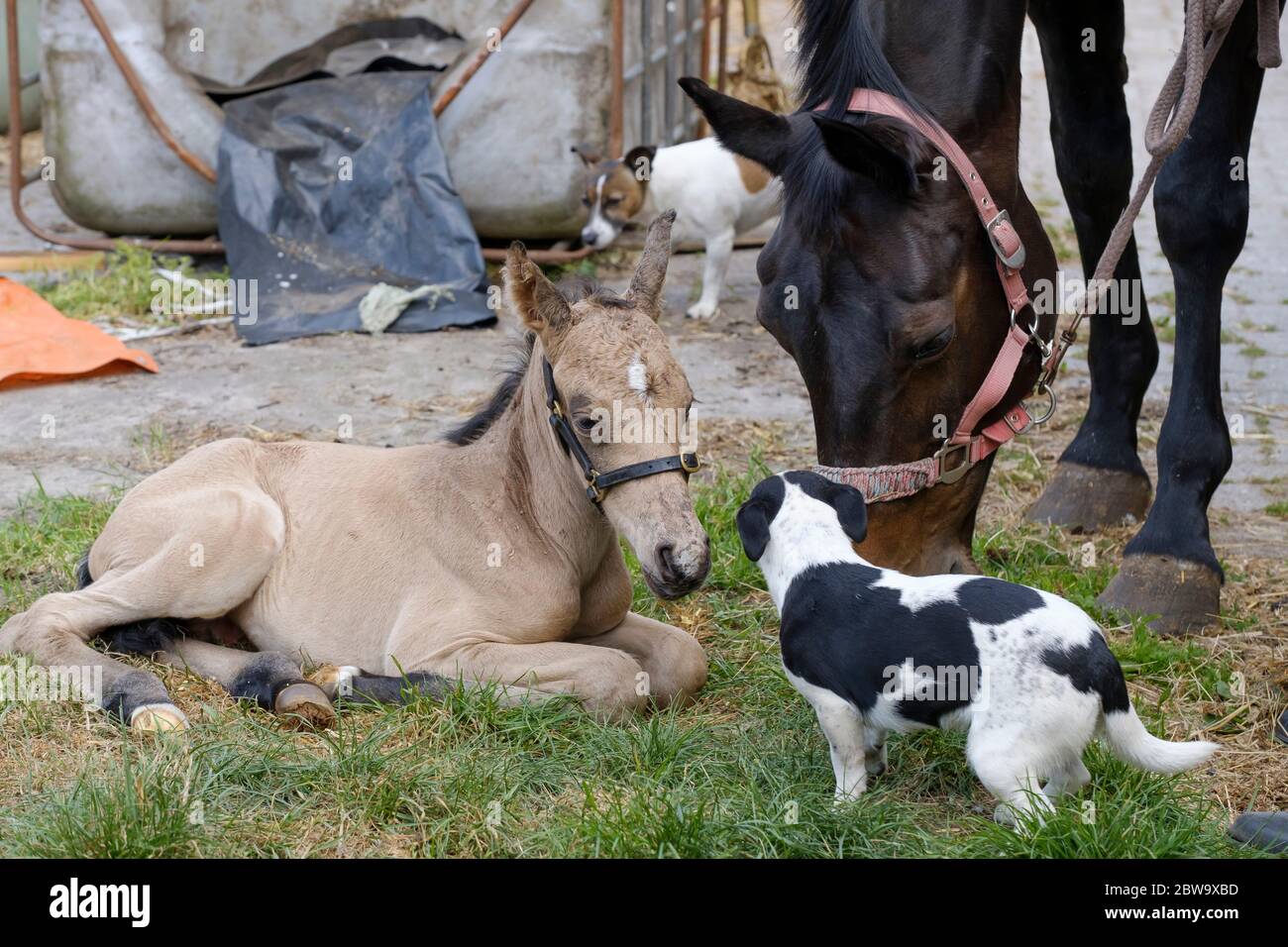 Cute newborn colt lying in grass on a spring day. Mother's head in the ...