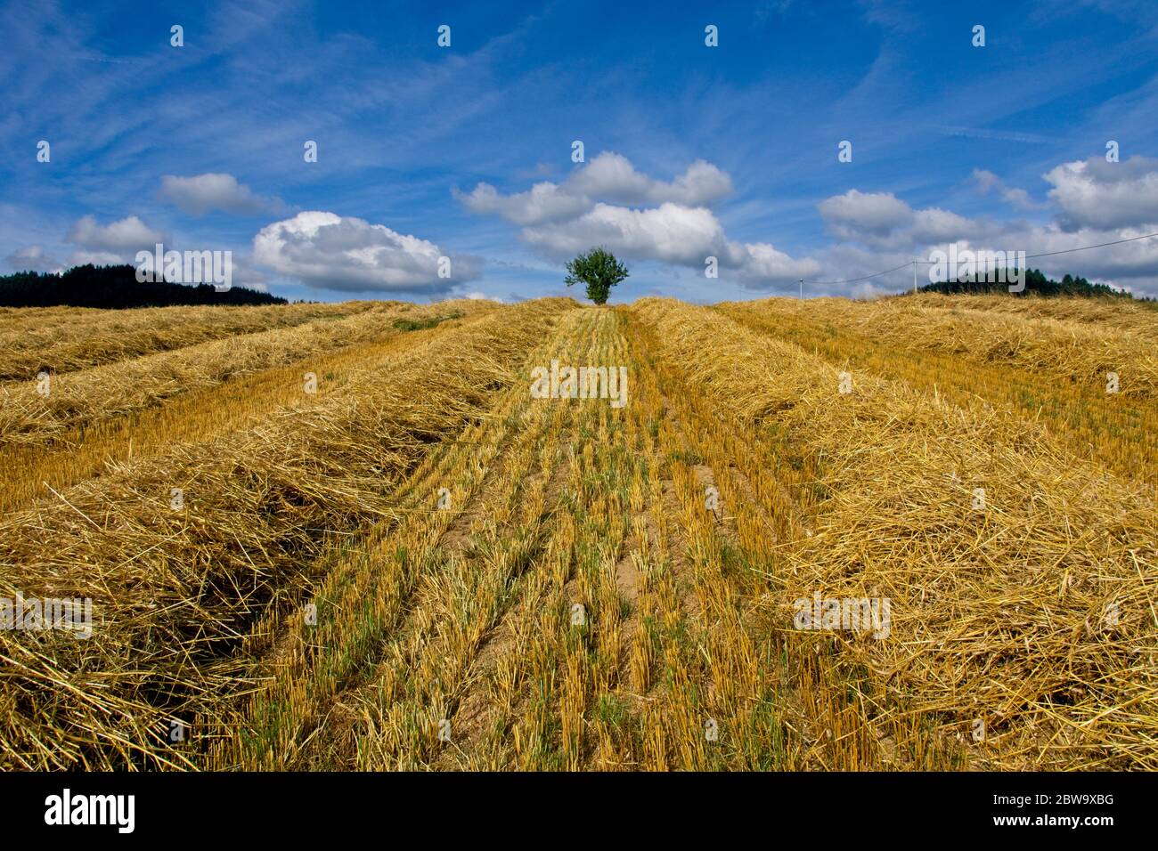 Field of freshly mowed grass in Central France Stock Photo - Alamy