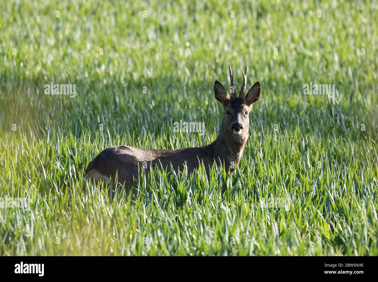Buck ripley hi-res stock photography and images - Alamy