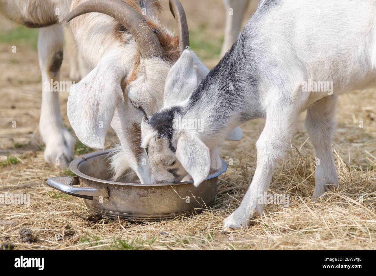 Couple of baby goat children are eating kibble with their mother, on ...