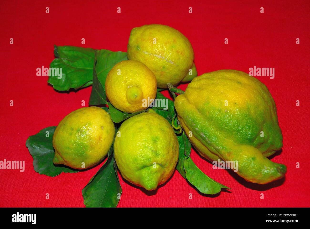 A lemon oddly shaped with other lemons Stock Photo - Alamy