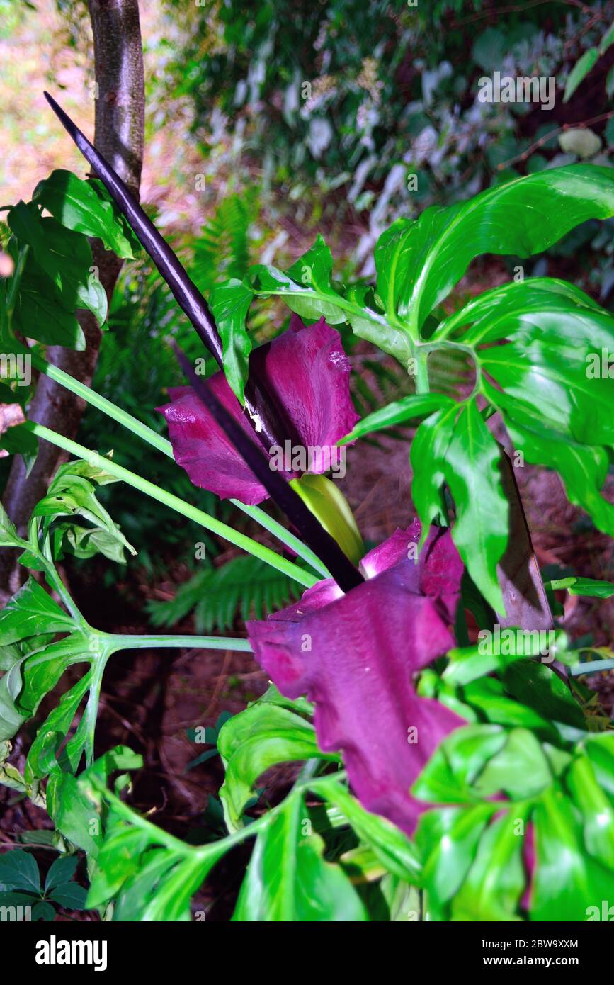 Voodoo lily hi-res stock photography and images - Alamy