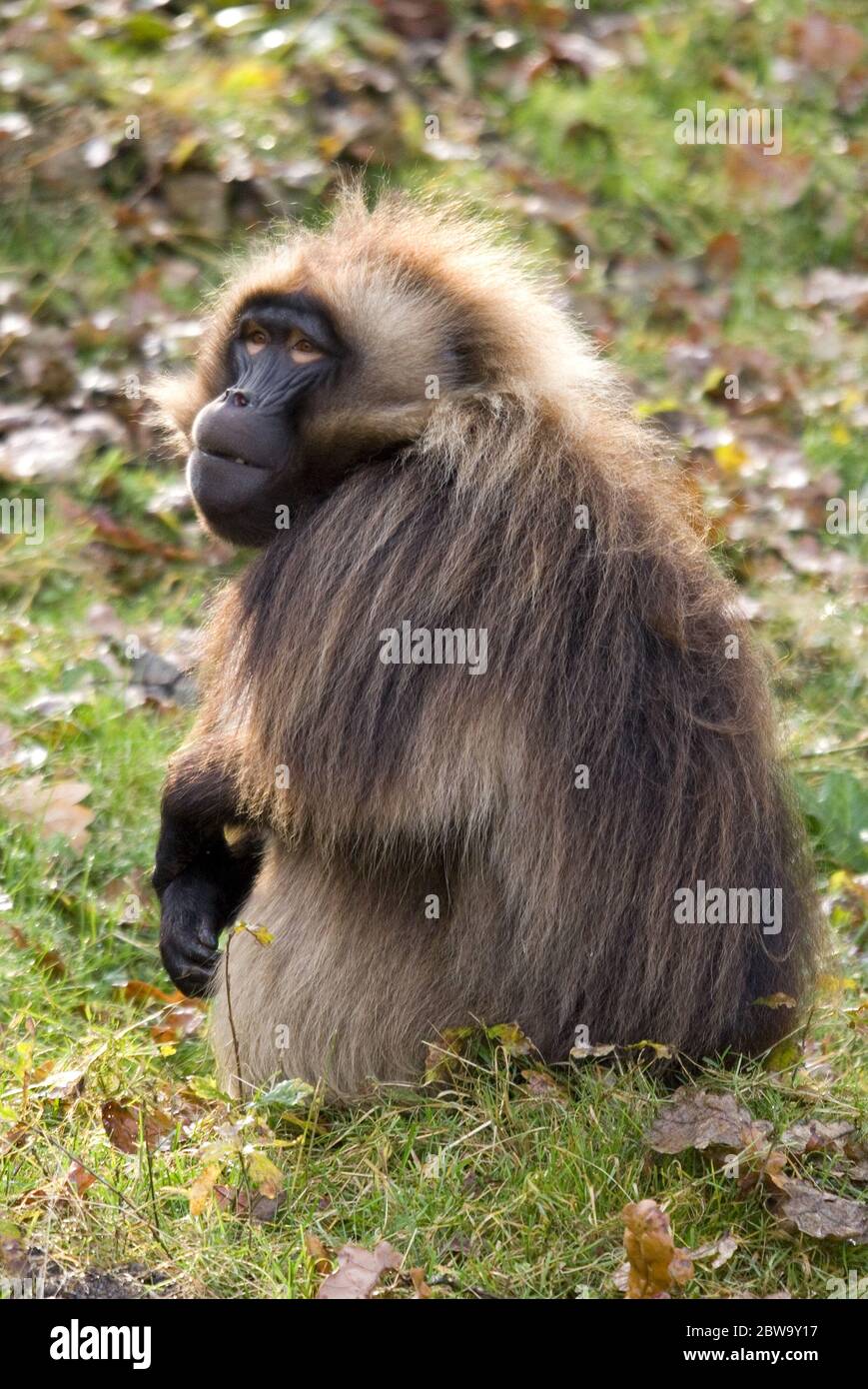 Gelada Baboon - Theropithecus gelada, beautiful ground primate from ...