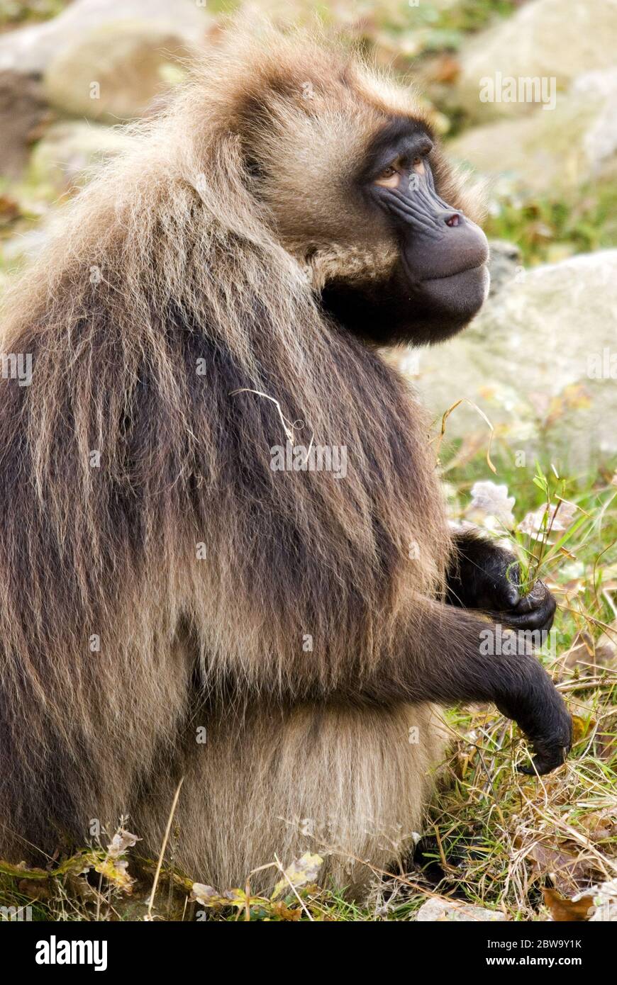 Gelada Baboon - Theropithecus gelada, beautiful ground primate from ...
