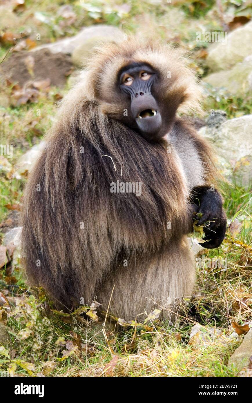 Gelada Baboon - Theropithecus gelada, beautiful ground primate from ...
