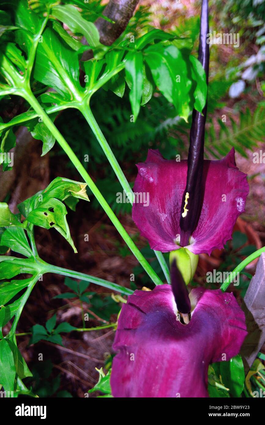 Stink Lily High Resolution Stock Photography and Images - Alamy