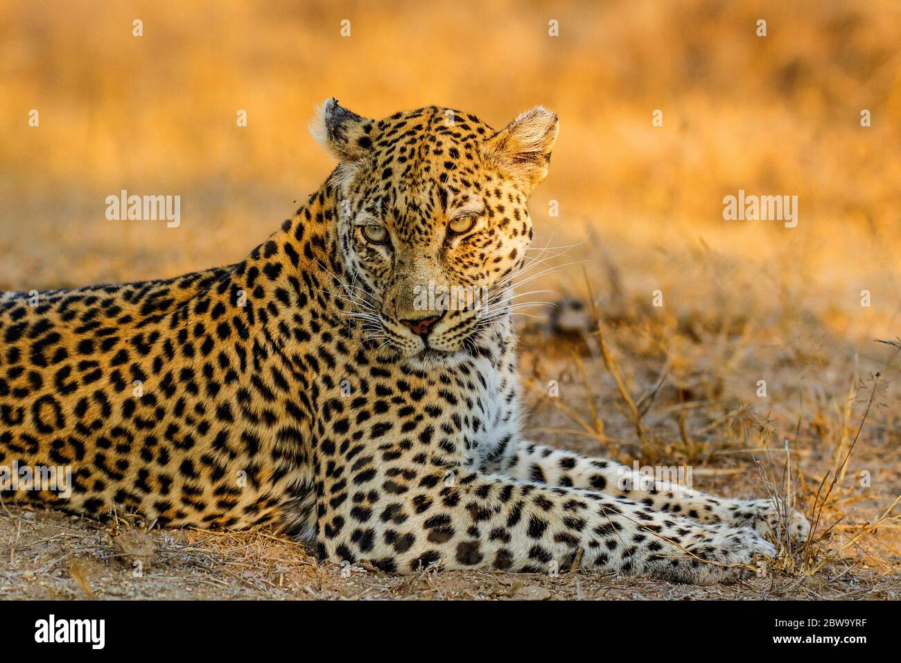 Leopard in Africa Stock Photo - Alamy