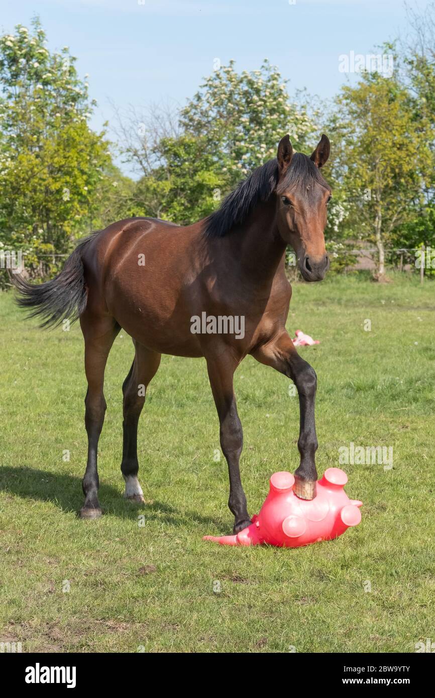 One brown stallion is playing with brightly colored rubber inflatable ...