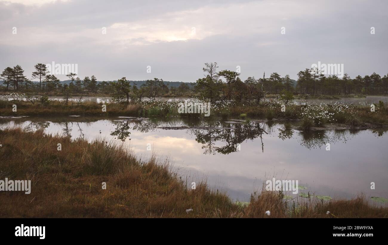 Old bogs hi-res stock photography and images - Alamy
