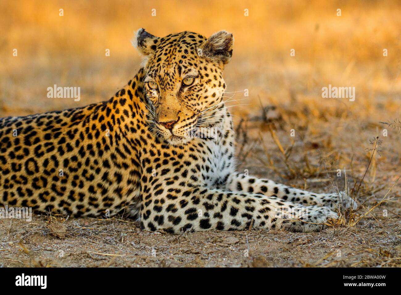 Leopard in Africa Stock Photo - Alamy