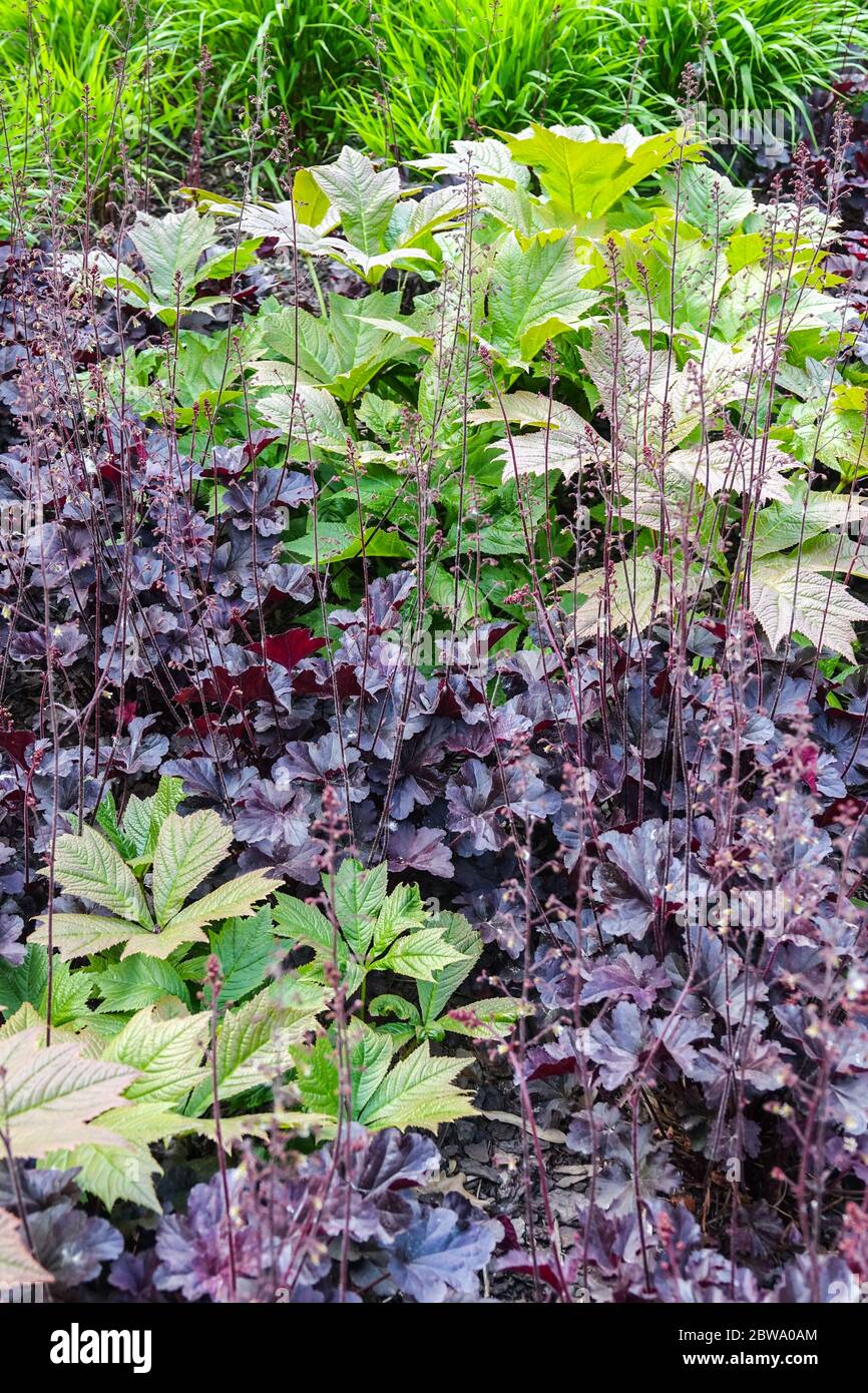 Rodgersia podophylla grows in Heuchera "Obsidian Stock Photo - Alamy