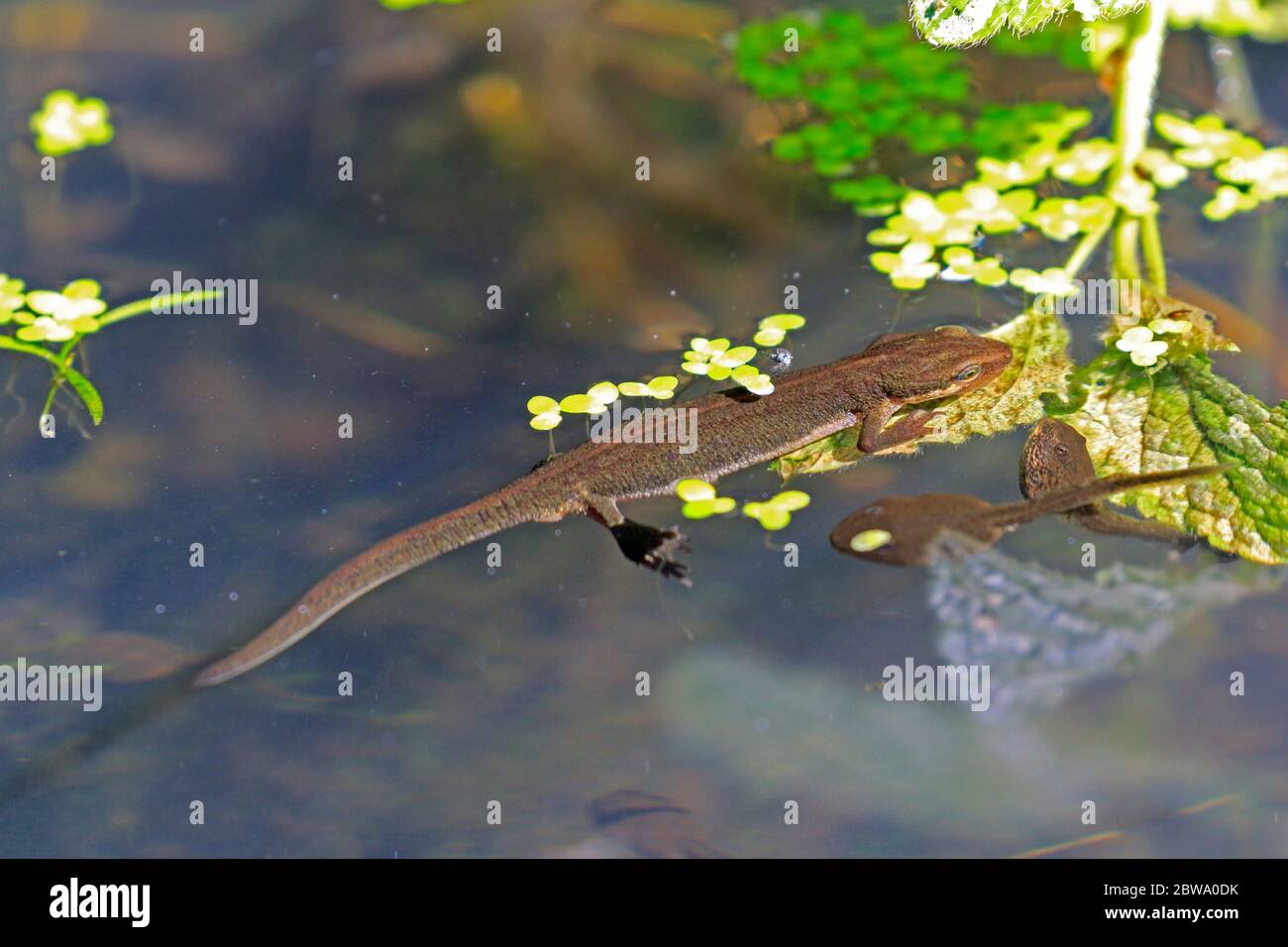 Smooth Newt swimming in a garden pond Stock Photo - Alamy