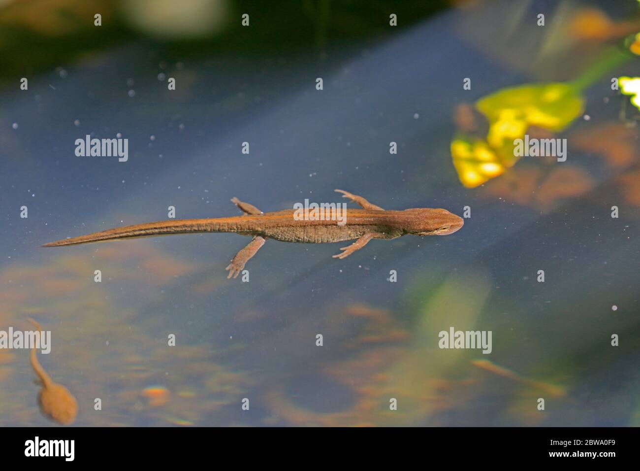 Smooth Newt swimming in a garden pond Stock Photo - Alamy