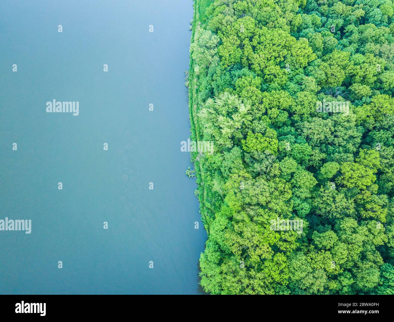Deep green forest hi-res stock photography and images - Alamy