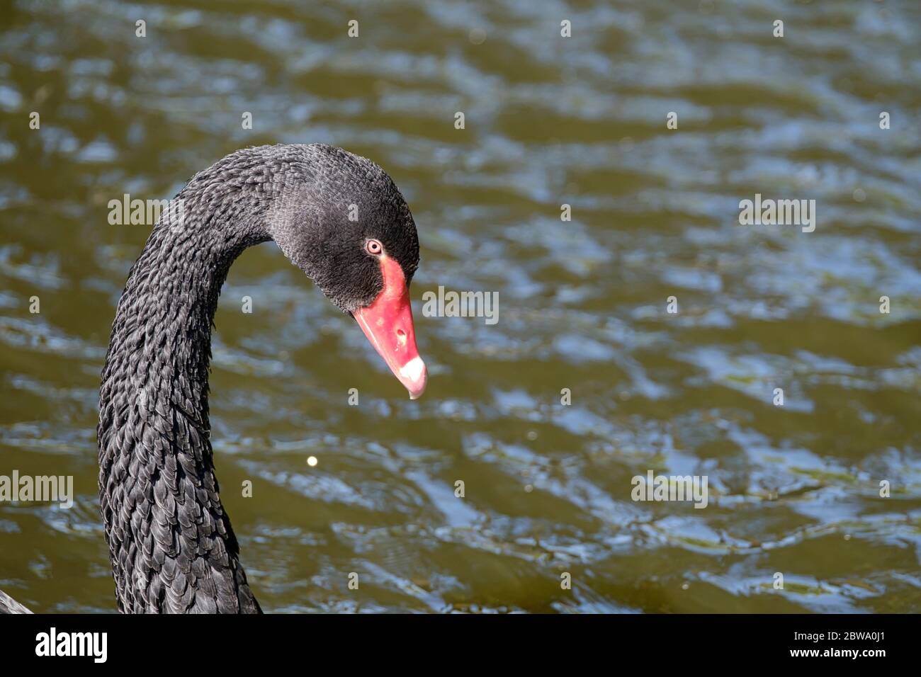 One black swan with red beak, swim in a pond. Head and neck only ...