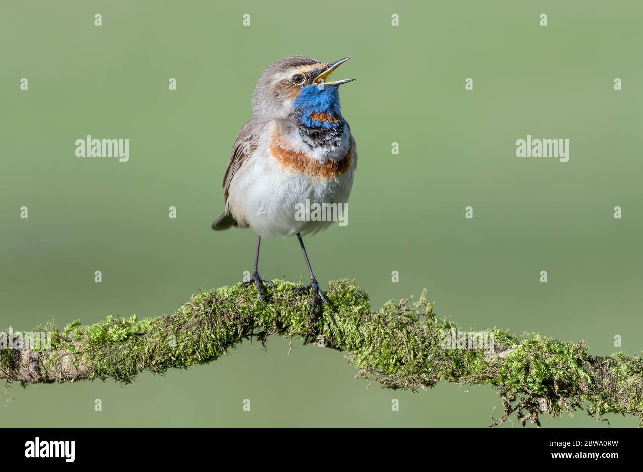The colorful Bluethroat male on branch (Luscinia svecica Stock Photo ...