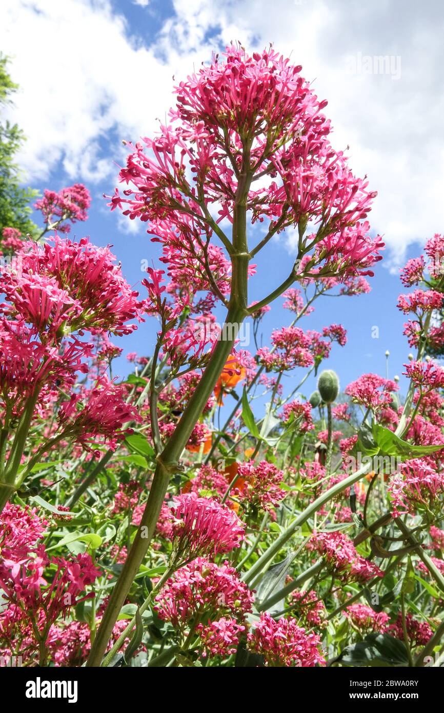 Red valerian flower hi-res stock photography and images - Alamy