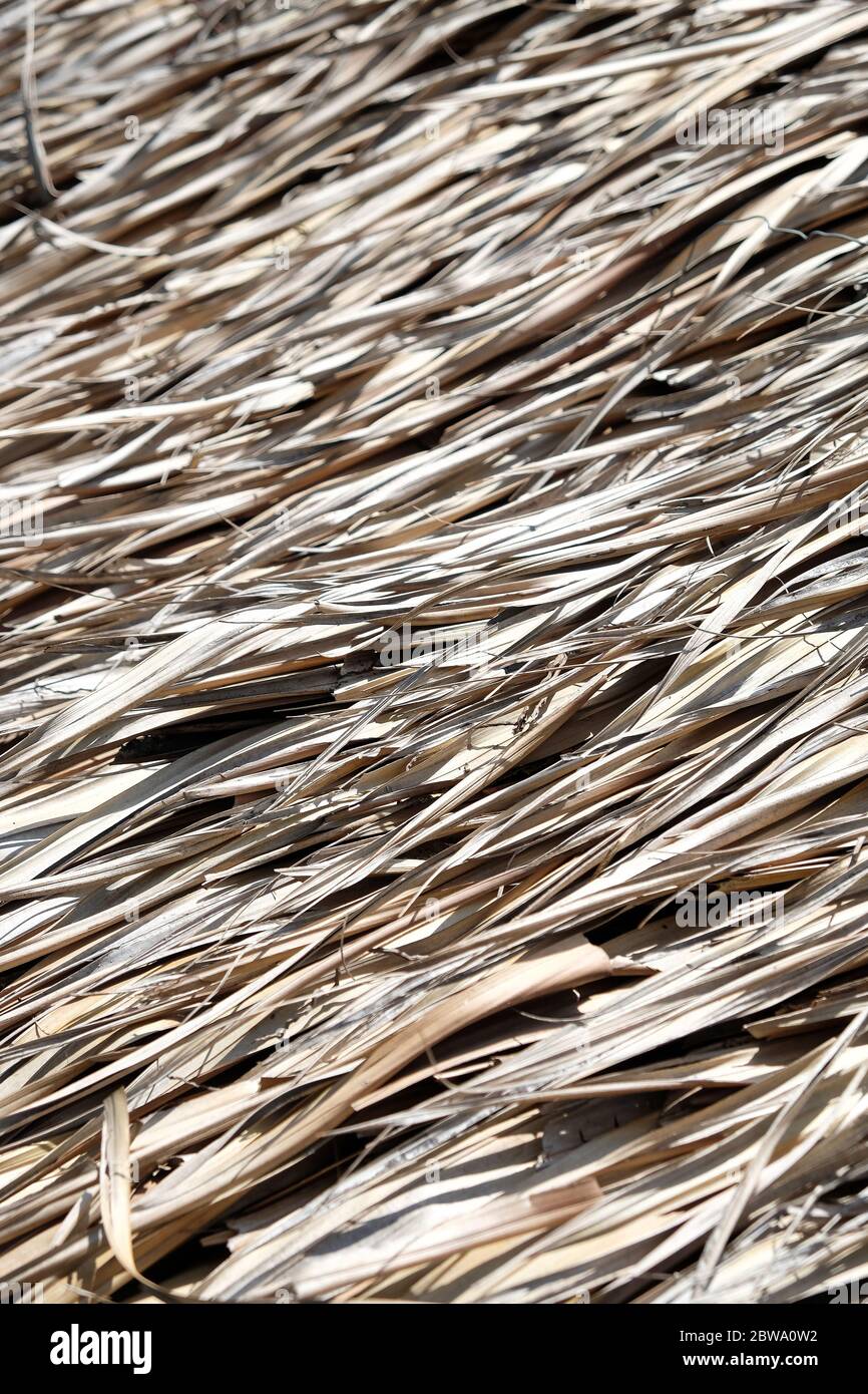 Detail of Thatch straw roof background Stock Photo - Alamy