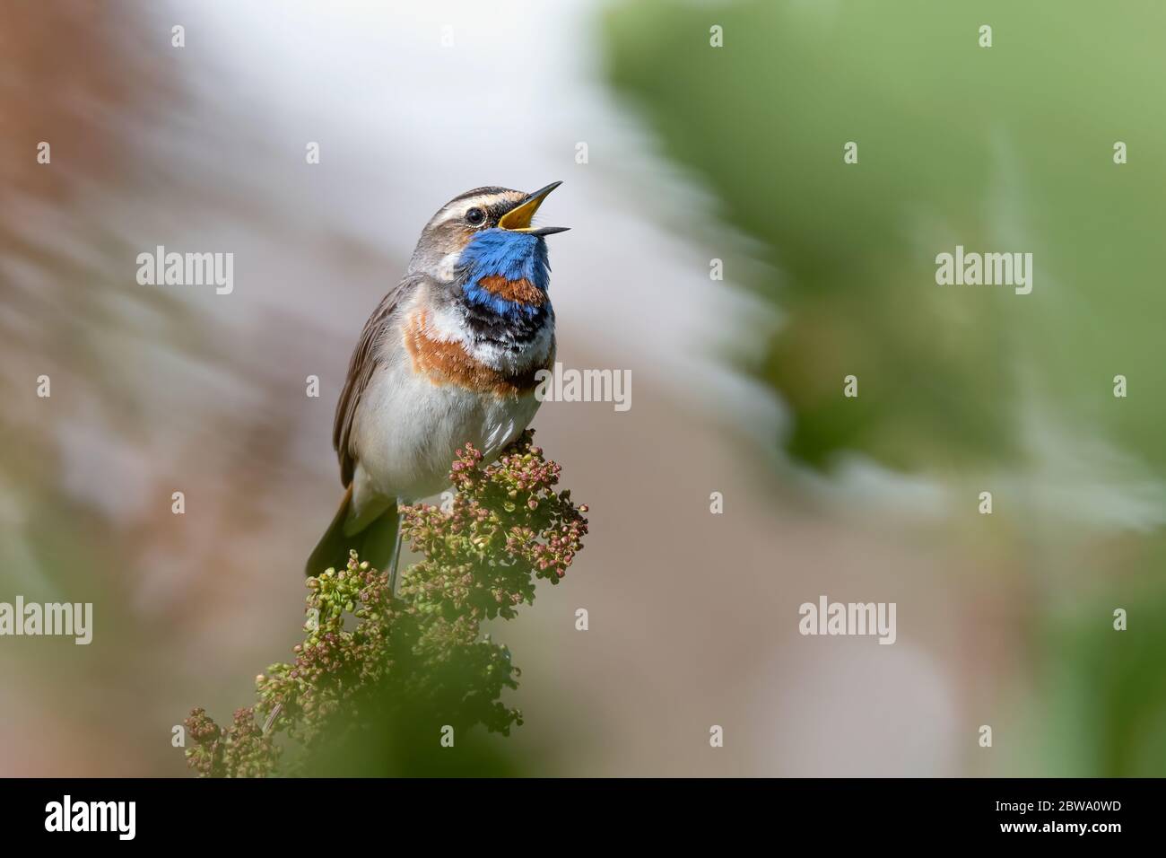 All the beauty of Bluethroat male (Luscinia svecica Stock Photo - Alamy