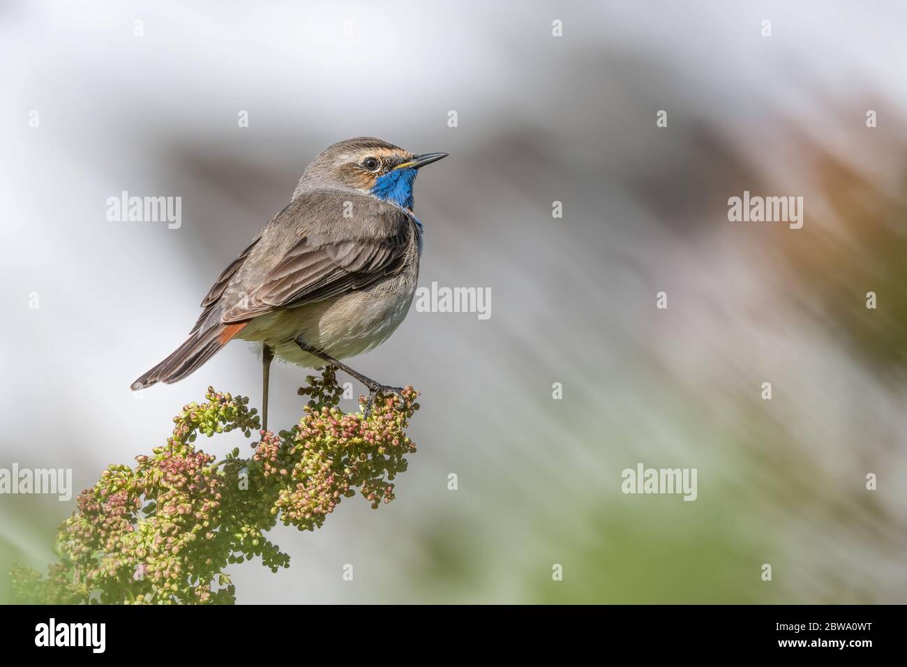 The Bluethroat male (Luscinia svecica Stock Photo - Alamy