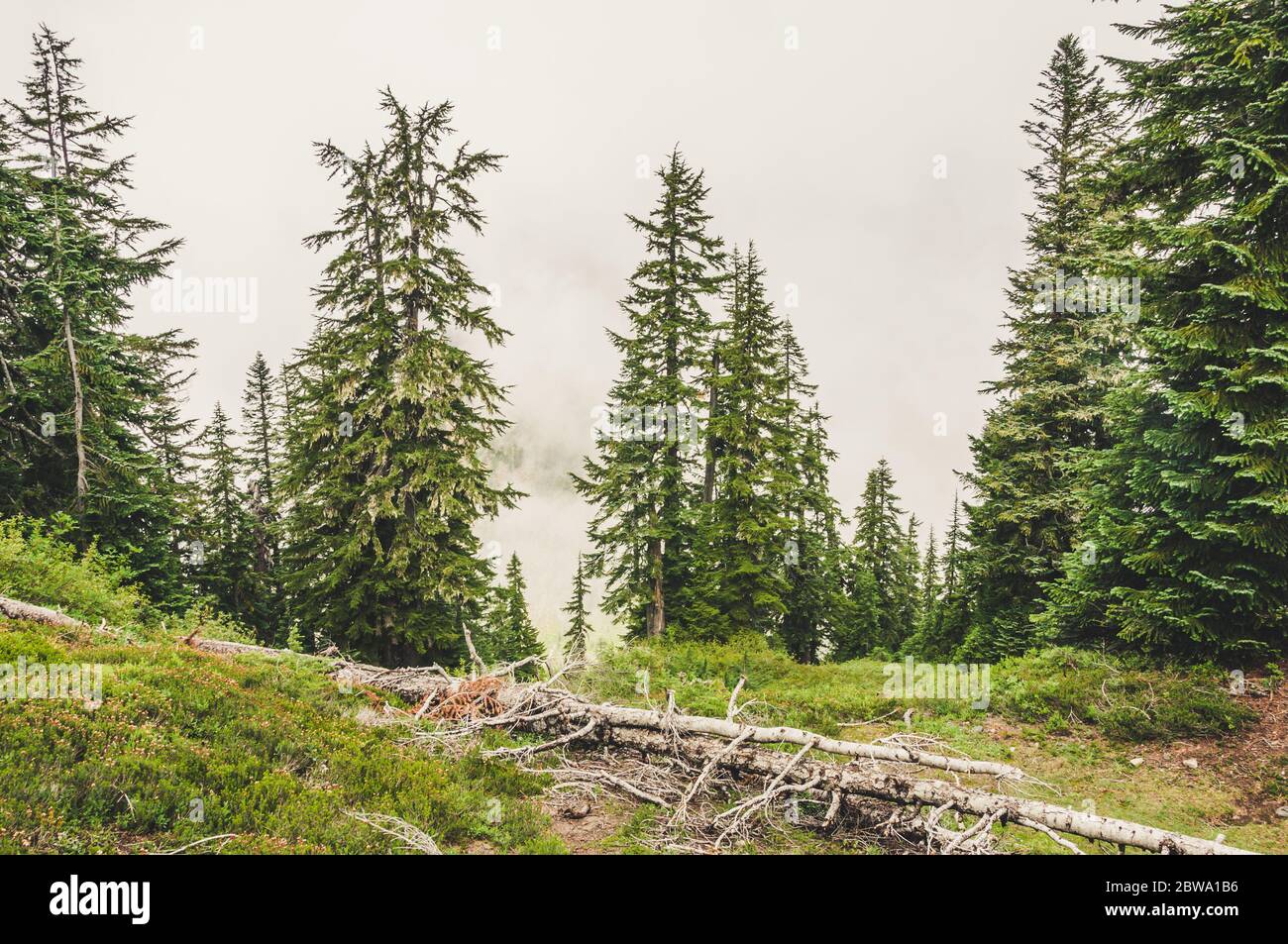 Evergreen mountain forest hi-res stock photography and images - Alamy