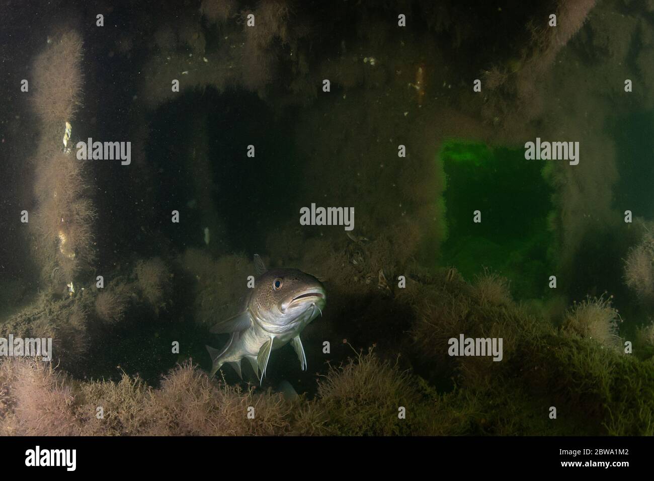 Cod lurking in a shipwreck (Baltic sea Stock Photo - Alamy