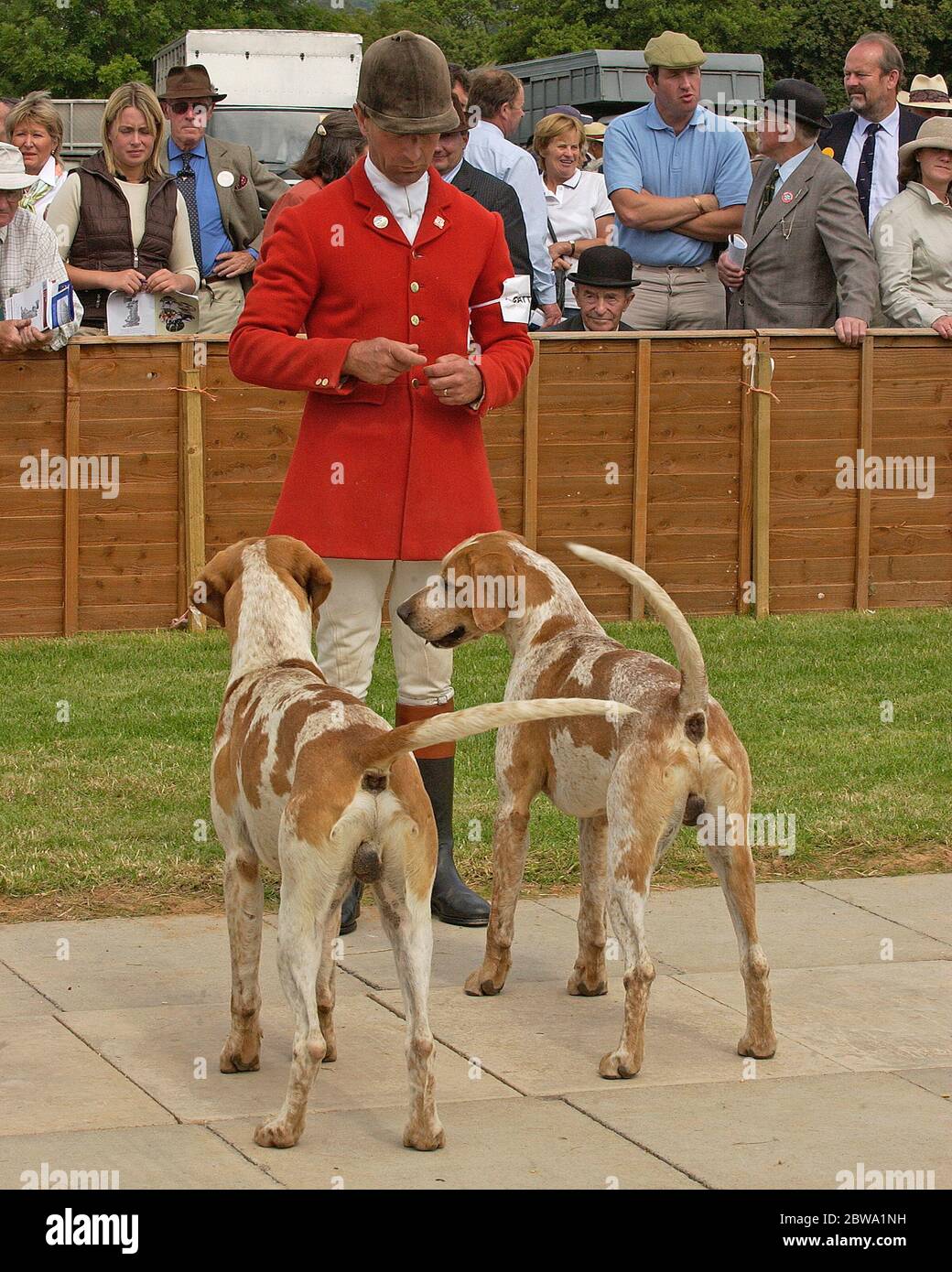 huntsman with foxhounds at Dunster Hound Show Stock Photo - Alamy