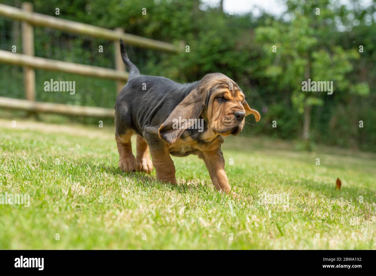 bloodhound puppy running Stock Photo - Alamy
