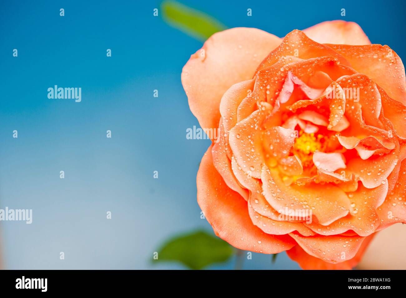 Rose coral hi-res stock photography and images - Alamy
