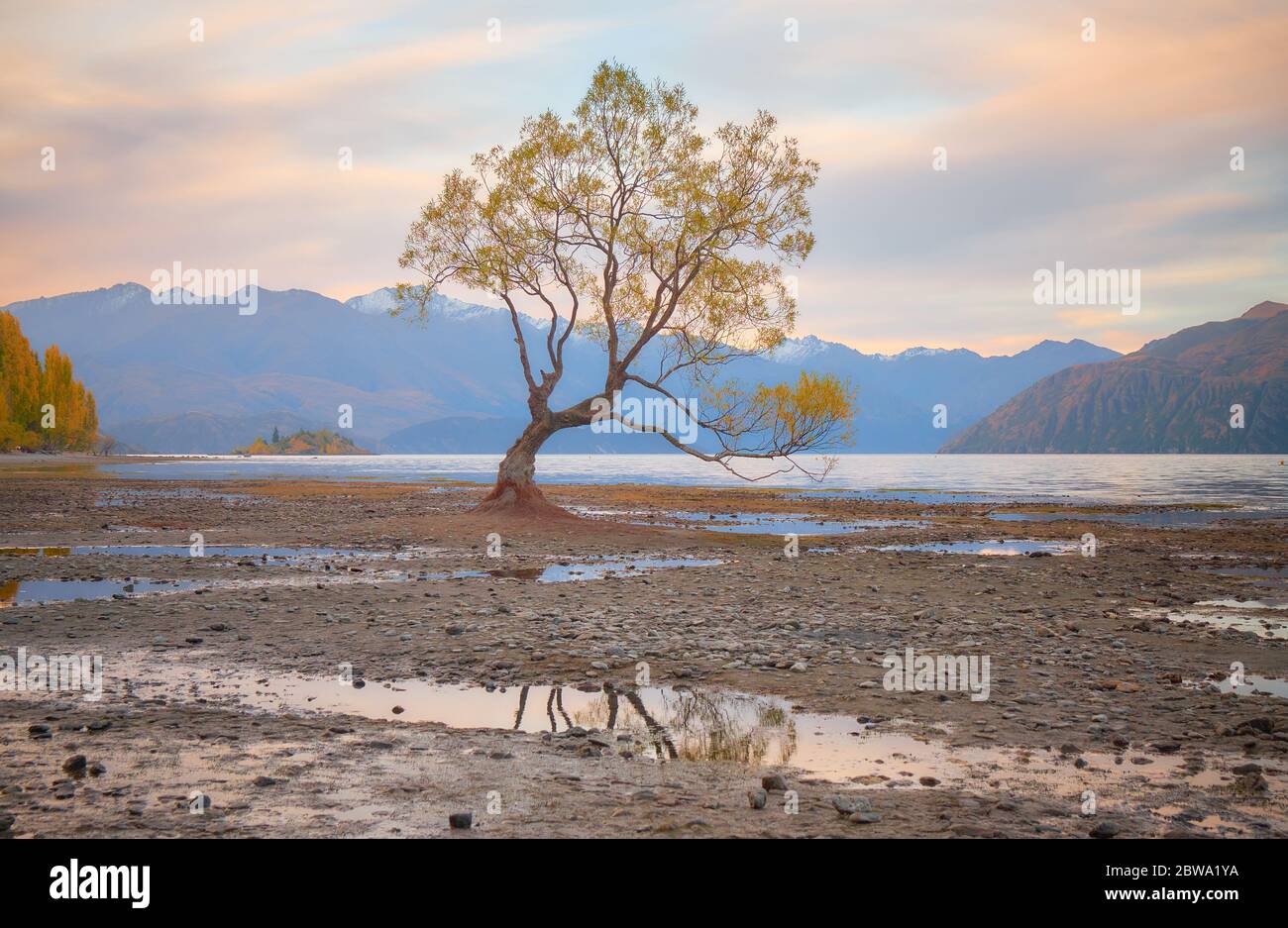 That tree in wanaka at sunrise hi-res stock photography and images - Alamy