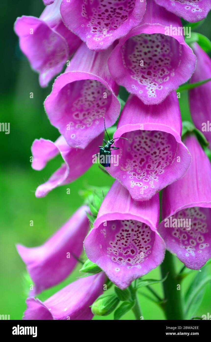 Digitalis flower plant bloom hi-res stock photography and images - Alamy