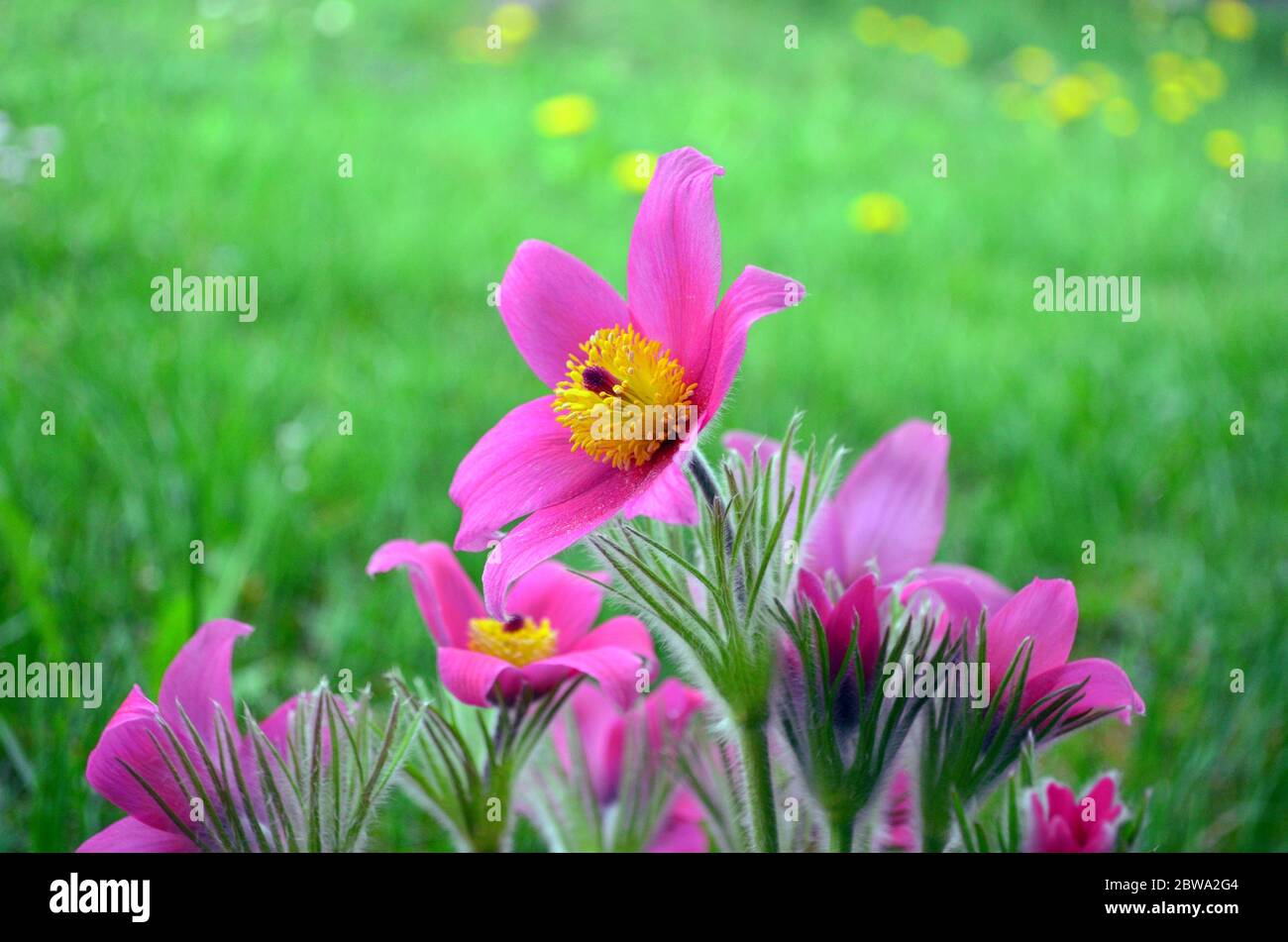 Beautiful pink flower hi-res stock photography and images - Alamy