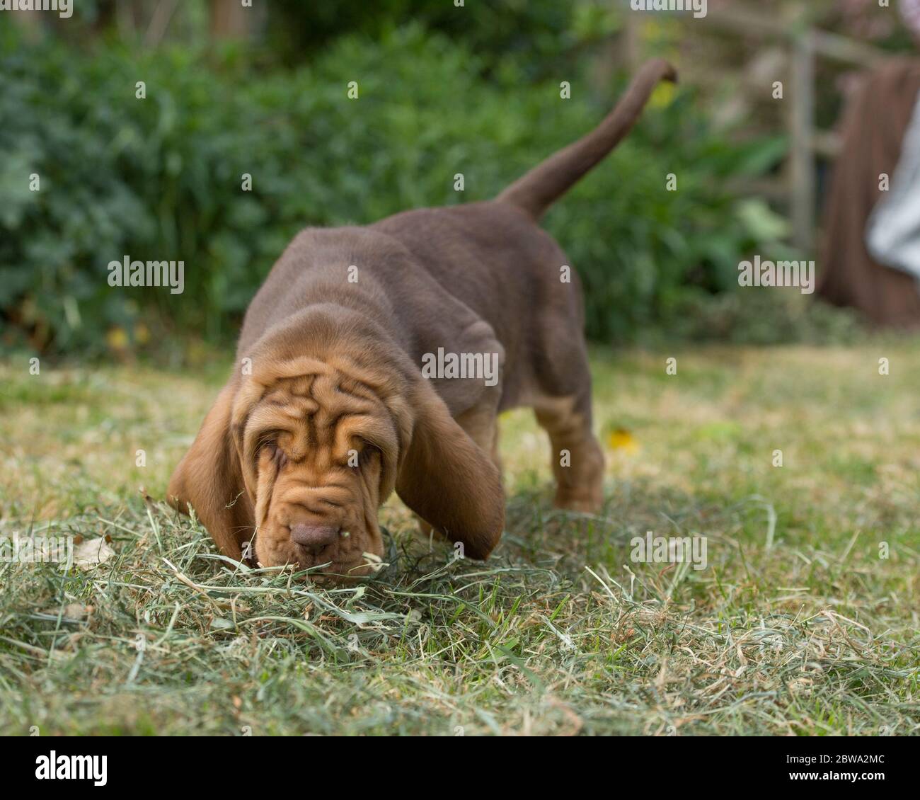 Bloodhound Sniffing High Resolution Stock Photography and Images - Alamy