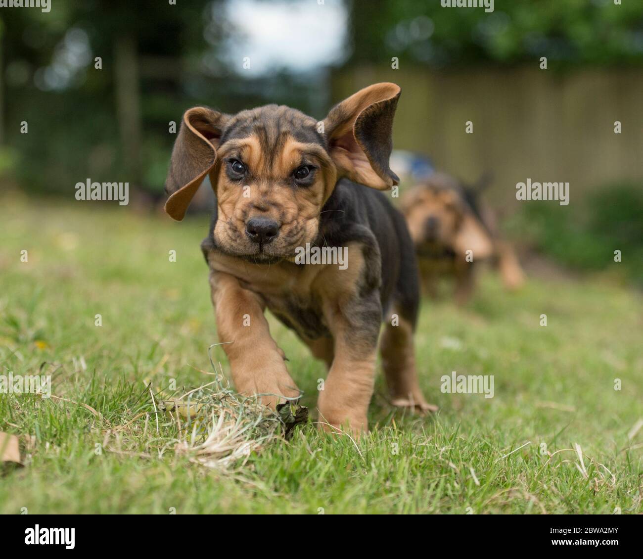 bloodhound puppy running Stock Photo - Alamy
