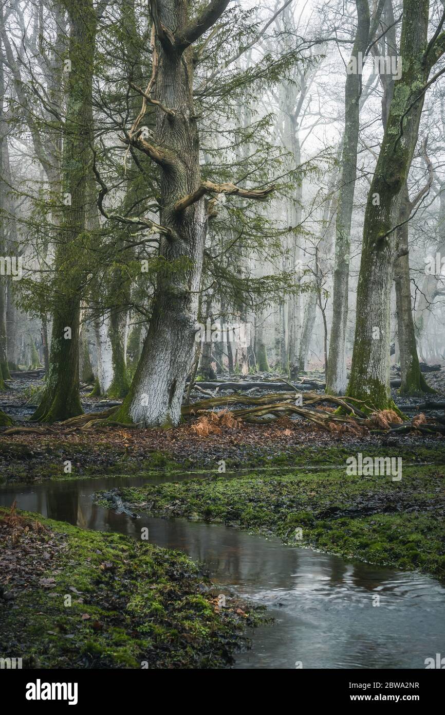 New Forest scene Stock Photo - Alamy