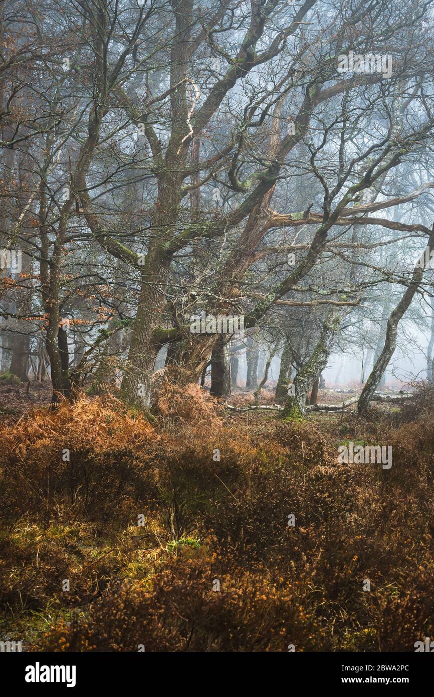 New Forest scene Stock Photo - Alamy