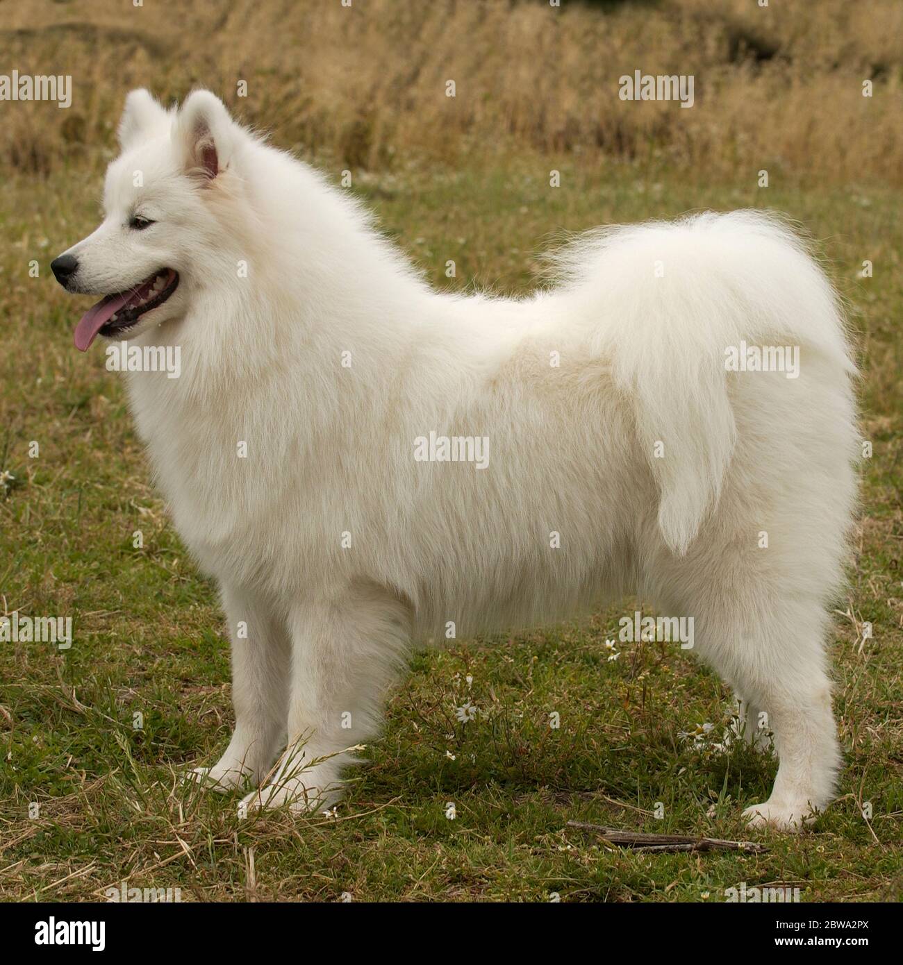 samoyed dog full body side view Stock Photo - Alamy